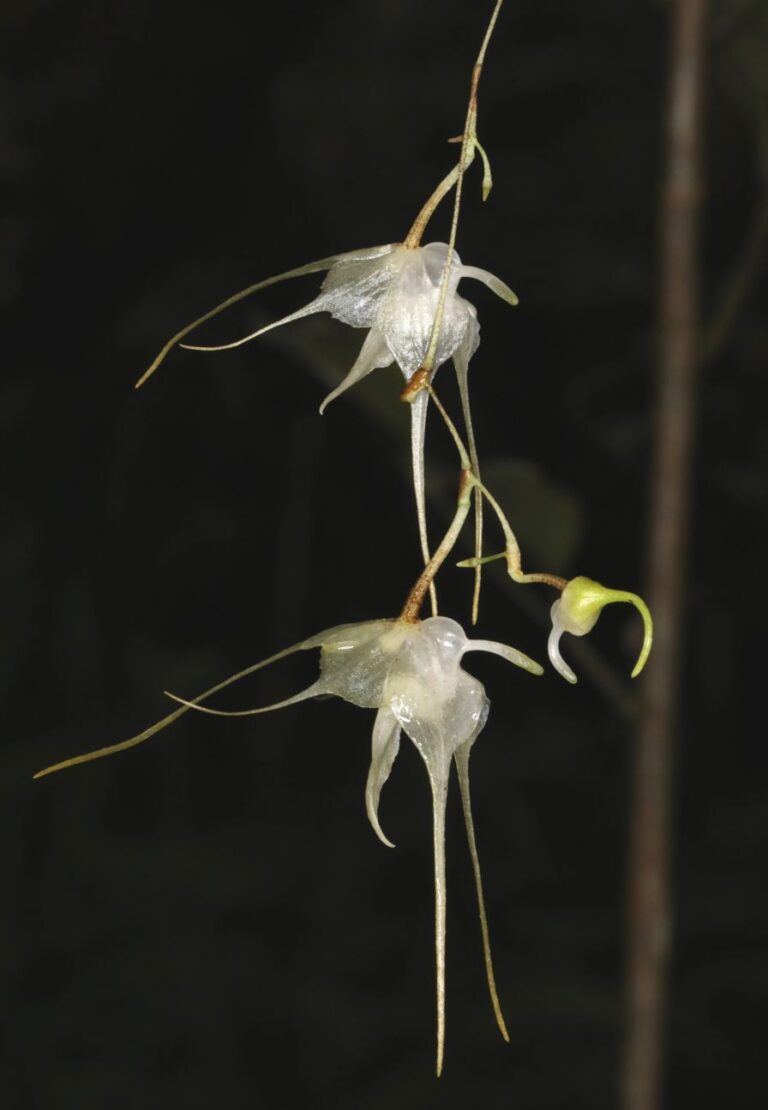 10 Newly Discovered Plant and Fungal Species From 2023 - Greenhouse Grower