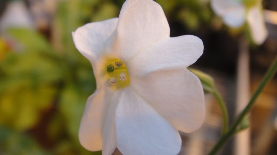 10 Newly Discovered Plant and Fungal Species From 2023 - Greenhouse Grower