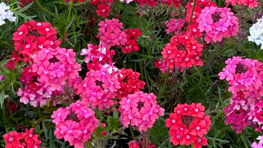 All-America Selections’ Latest Winner Is a Sweet Verbena - Greenhouse ...