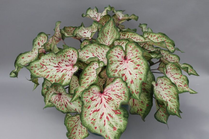 University of Florida Releases Three New Caladium Cultivars ...