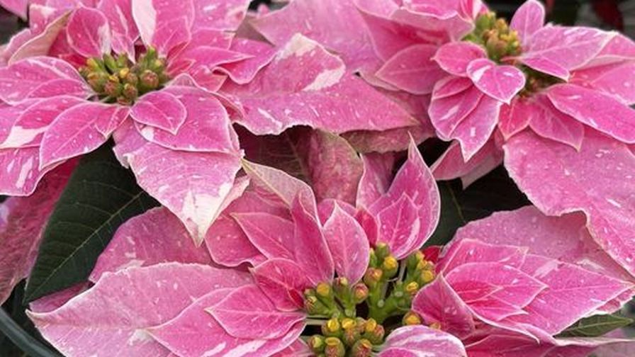 Pink, Patterns Among Biggest Trends at 2023 Poinsettia Trials