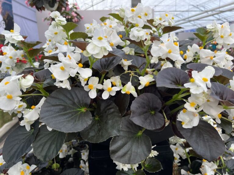 Syngenta Flowers, Benary Offer Plenty to Admire at California Spring ...
