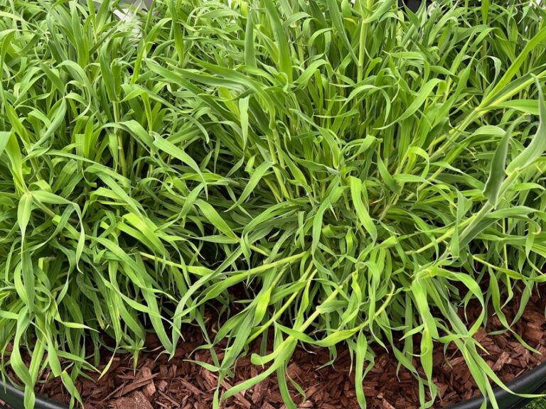 Syngenta Flowers, Benary Offer Plenty to Admire at California Spring ...