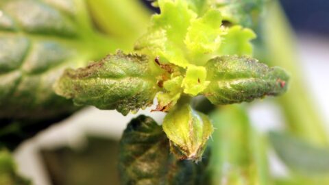 The Battle Against Broad Mites in Spring Crops - Greenhouse Grower