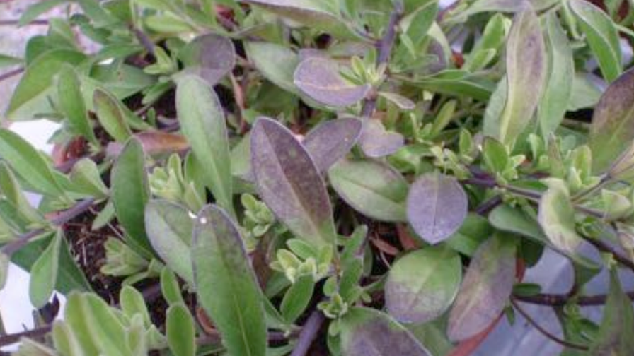 Dealing With Petunia Purpling Problems