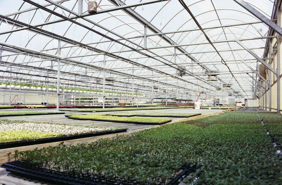 Colorful Ferns For Growers - Greenhouse Grower
