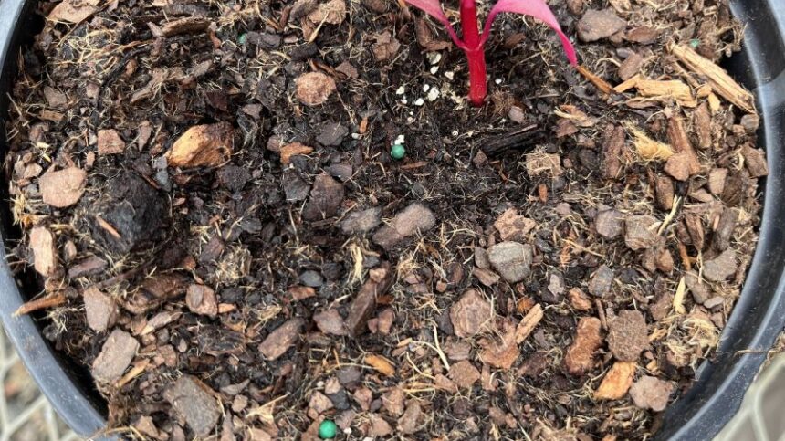Use Caution to Avoid Overwatering Wood Fiber Substrates - Greenhouse Grower