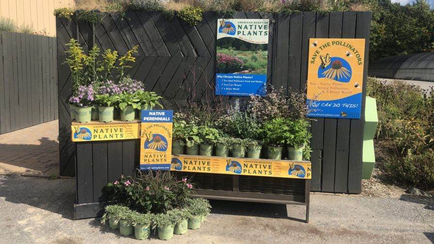 Cavano’s Perennials Adds American Beauties Native Plants to Its Inventory