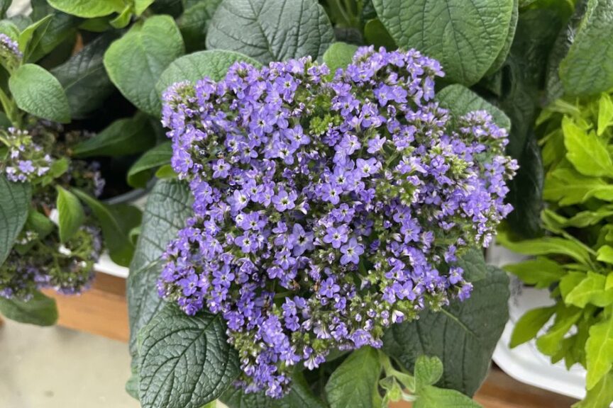 Stunning New Varieties at Proven Winners Open House