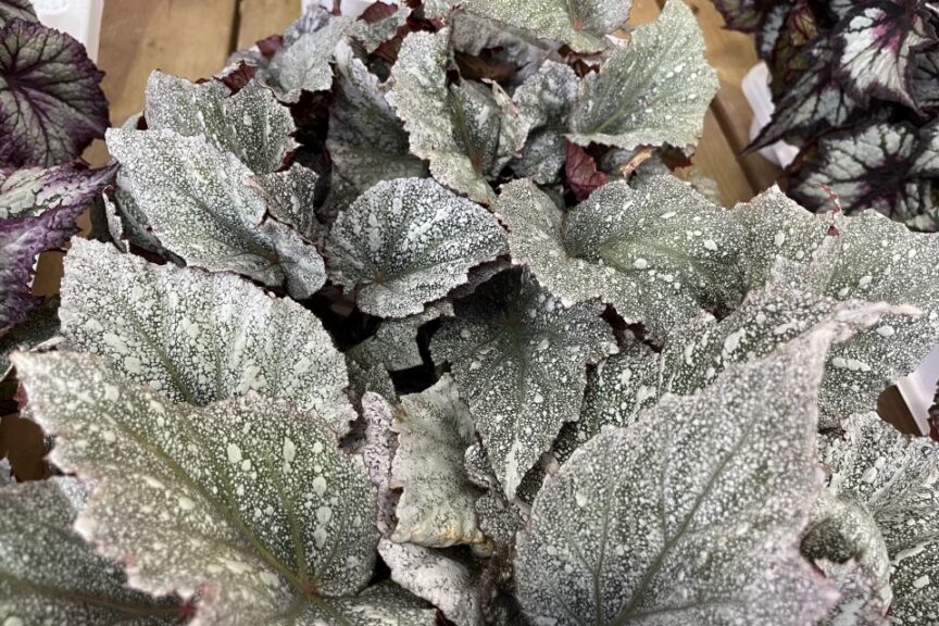 Stunning New Varieties at Proven Winners Open House