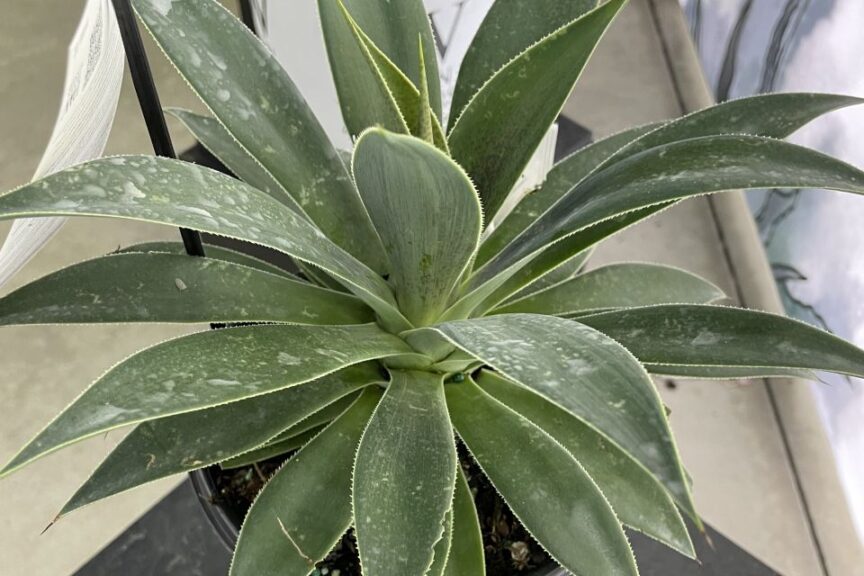 Stunning New Varieties at Proven Winners Open House