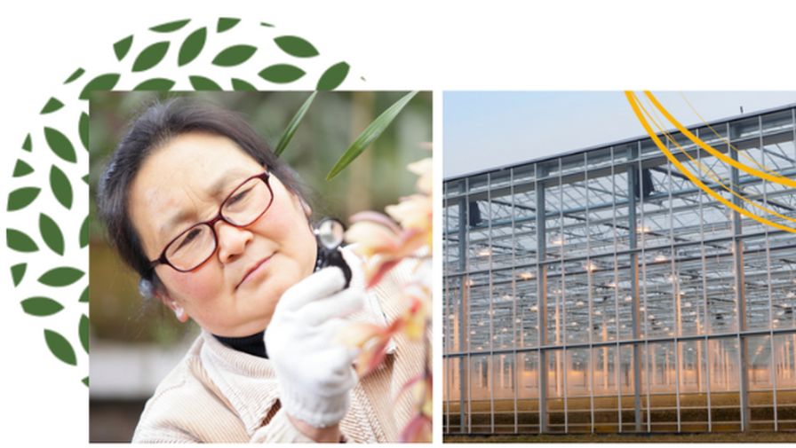 Best Practices for Growing Garden Mums - Greenhouse Grower