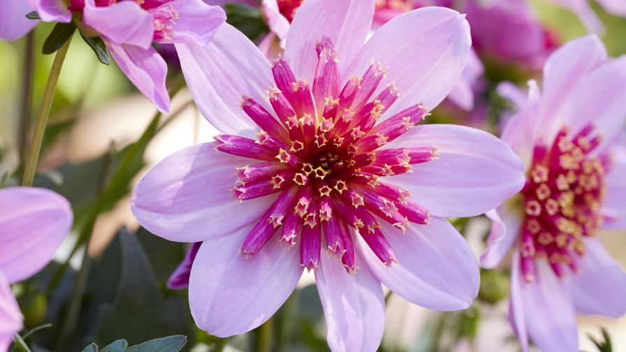 5 Plant Varieties Competing to Win the FleuroStar Contest