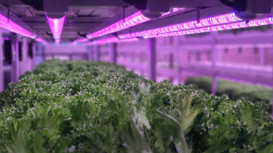 GOgen - Greenhouse Grower