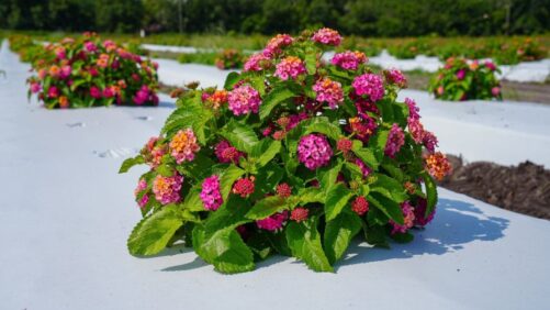 UF Scientists Sequence New Lantana Genome to Prevent Spread of Invasive ...