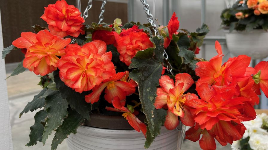 Best of CAST 2024 Highlights from Green Fuse Botanicals and Westhoff