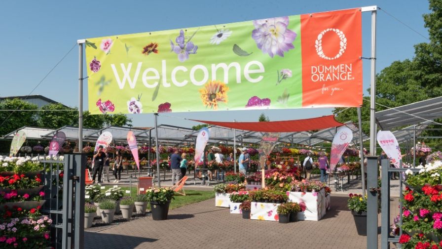 Dümmen Orange and Danziger Prepare for FlowerTrials Presentations