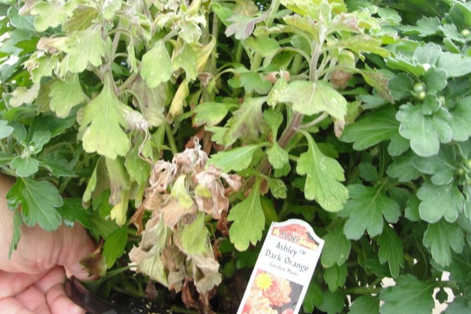 How to Protect Garden Mums against Soilborne Diseases
