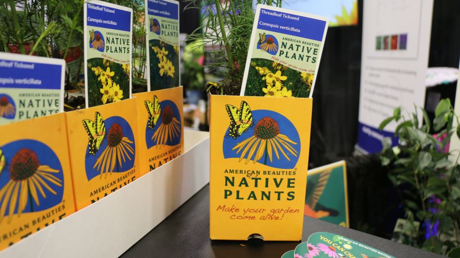 American Beauties Native Plants