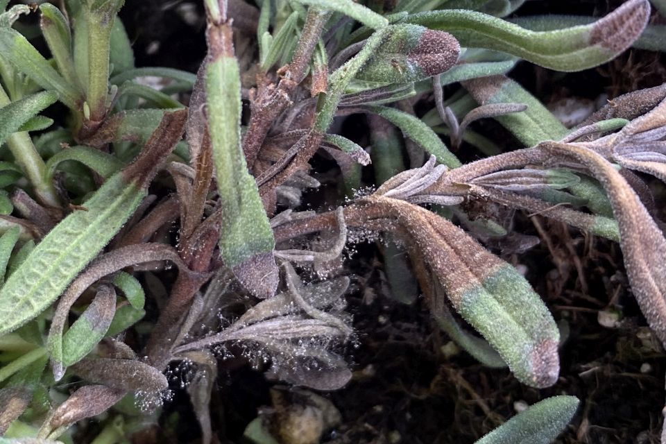 A Proactive Pest Management Guide for Greenhouse Production