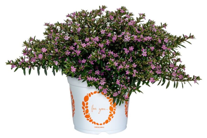 More Leading Breeders Offering a Range of Drought-Tolerant Varieties