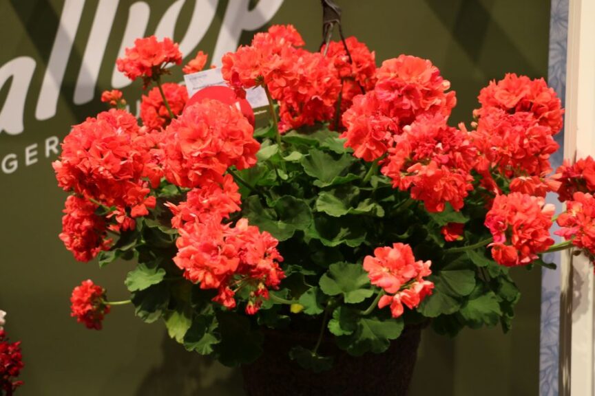 Grower-Retailers Pick Their Favorites From the Cultivate’24 Trade Show ...