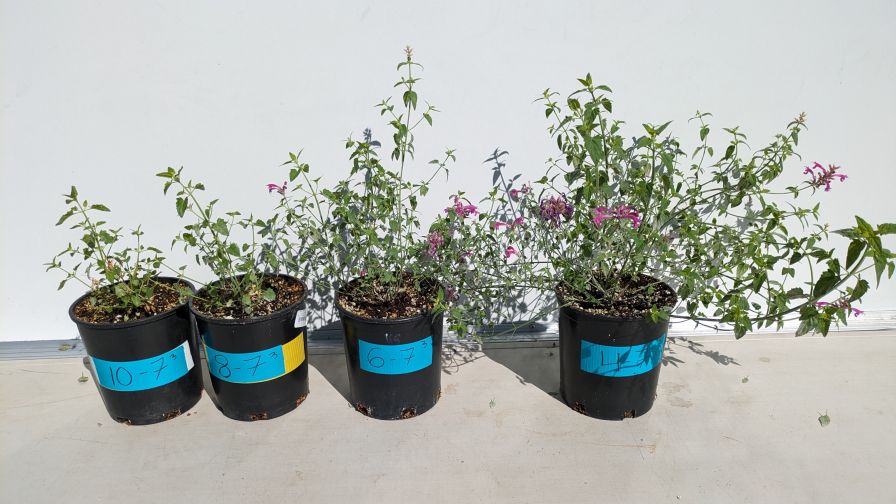 Chilling Treatments Can Help Delay Flowering in Certain Agastache Species