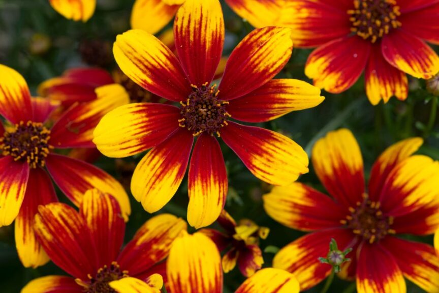 A Final Look at Drought-Tolerant Varieties from Leading Breeders