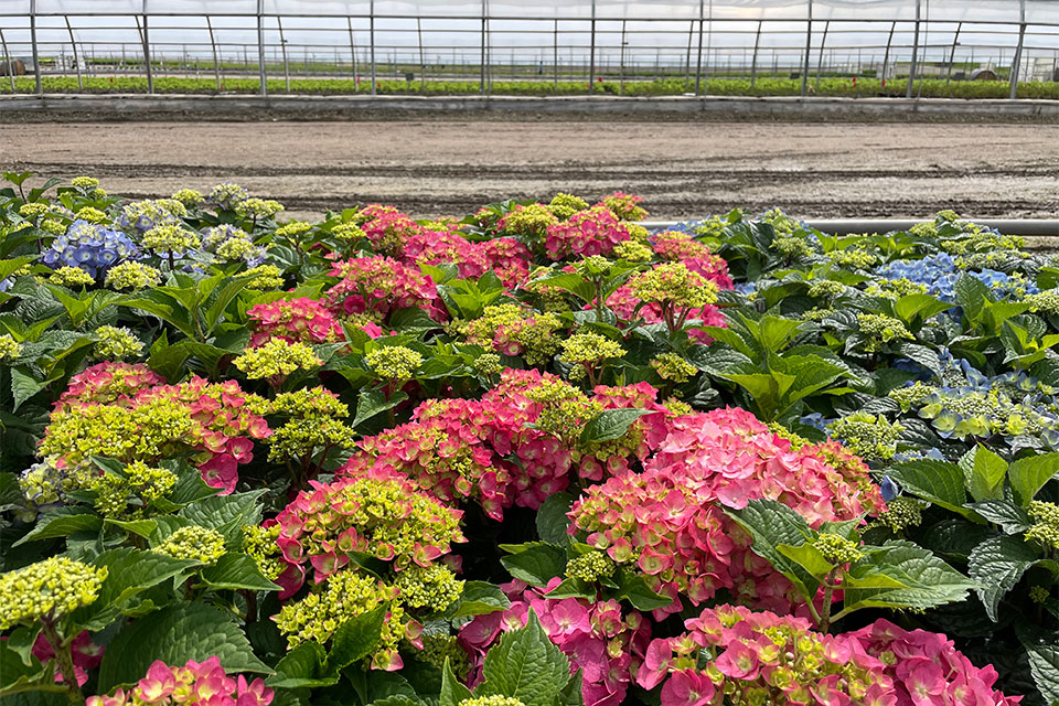 Spring 2024 Growing Recap: Lessons Learned - Greenhouse Grower