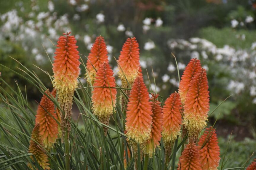 A Final Look at Drought-Tolerant Varieties from Leading Breeders