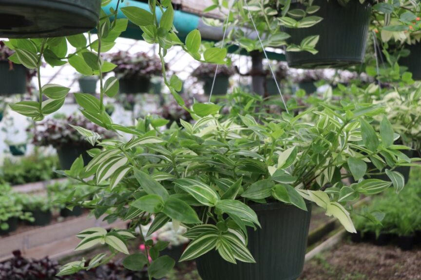 A Diverse Collection of New and Exciting Exotic Plants