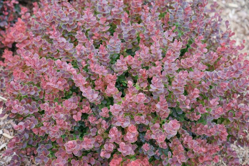 More New Disease-Resistant Varieties From Leading Plant Breeders