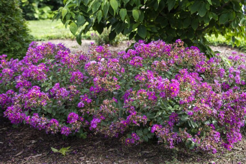 Take Your Pick From These Disease-Resistant Varieties