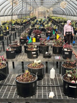 Up Close With Little Prince of Oregon Nursery, the 2024 Operation of ...