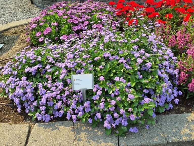 Smith Gardens Celebrates 10 Years of Plant Trials With Some Standout ...