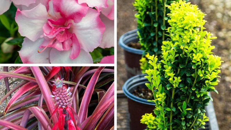Plant Development Services Introduces New Varieties for 2025