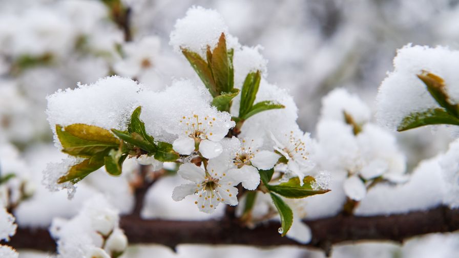 Video of the Week: Gardening Simplified's Winter Garden Tour