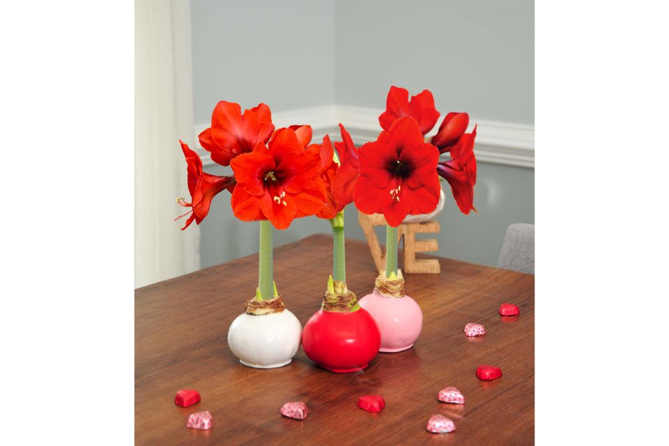 New Trends in Cyclamen and Amaryllis Varieties
