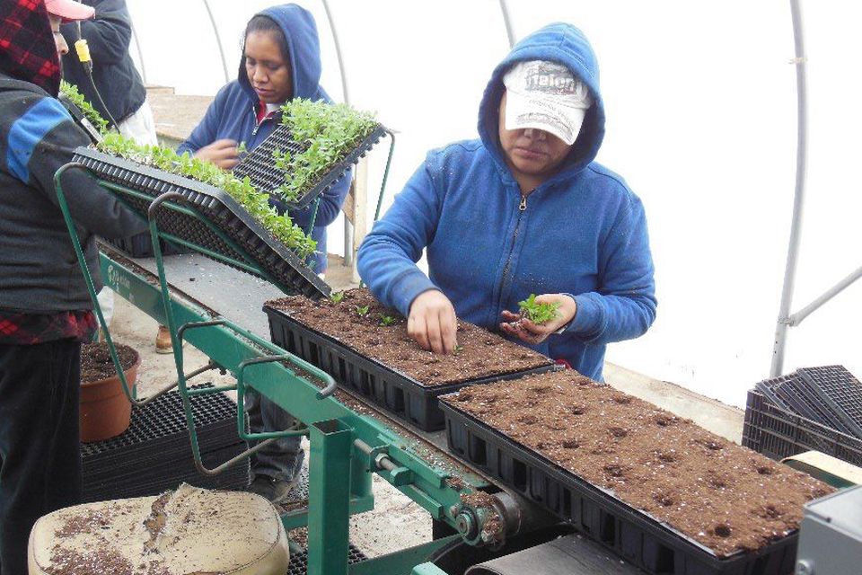 Best Practices for Spring Plug and Liner Transplanting
