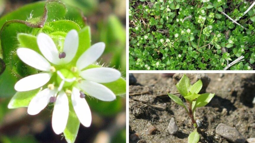 How to Identify and Control Common Chickweed in Greenhouse Production