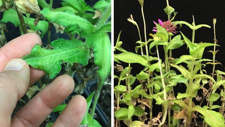 How to Identify and Prevent Herbicide Damage to Greenhouse Plants