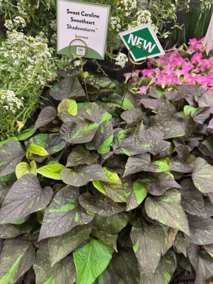 Garden Retailers Assemble to Pick Their Favorites From Farwest 2025 ...