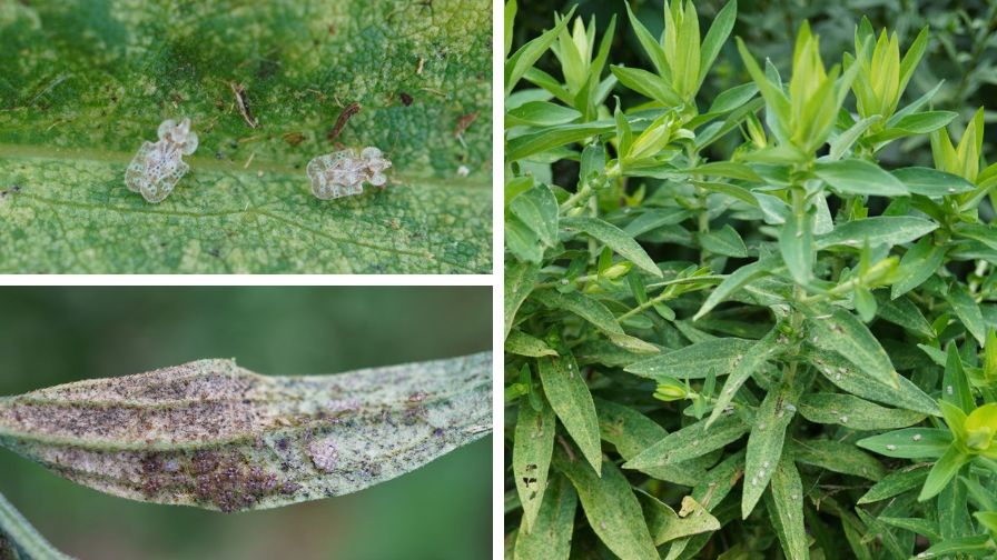 How to Tackle Lace Bug Infestations in Your Greenhouse