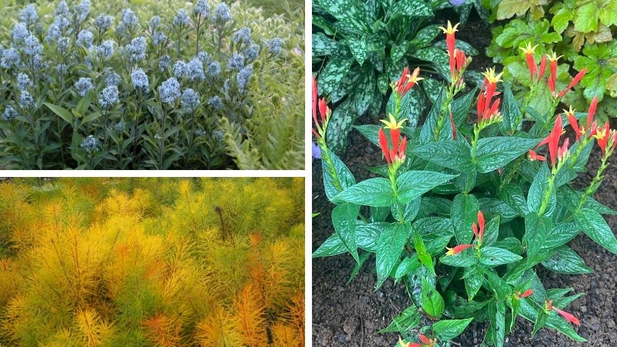 Bell Nursery's Gary Mangum Provides Insight on Deal With Central Garden ...