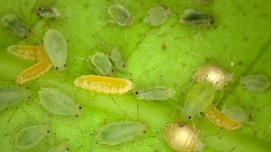 New Recommendations for Managing Greenhouse Pests and Diseases in 2026