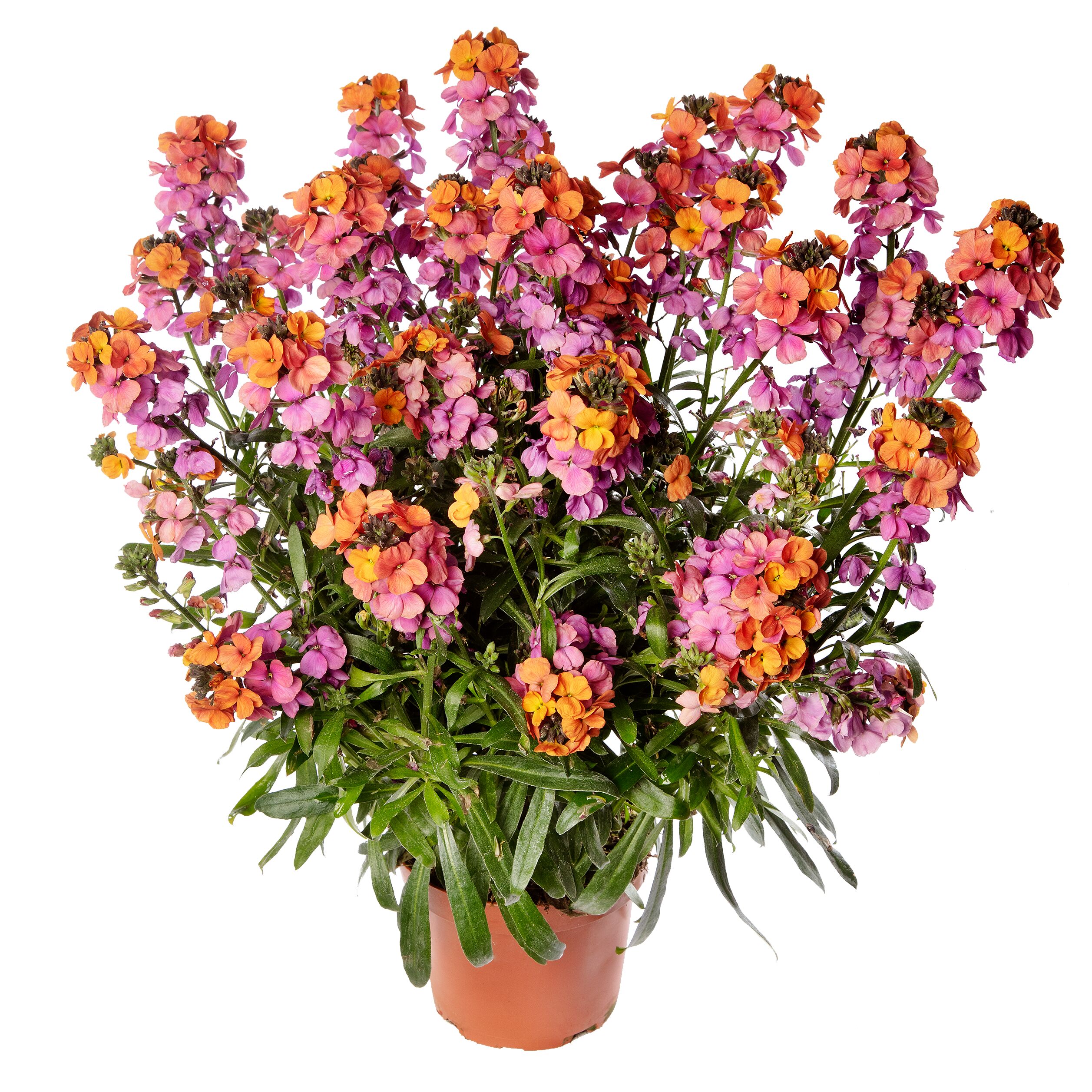 Readers' Choice - Greenhouse Grower